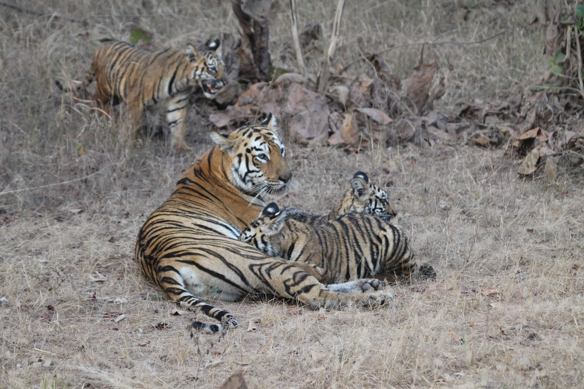 maya_tiger_cubs_tadoba - Svasara Resorts