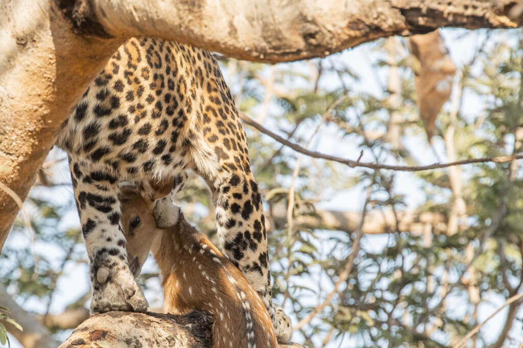 A Surprise Sighting - Leopardess - Tadoba