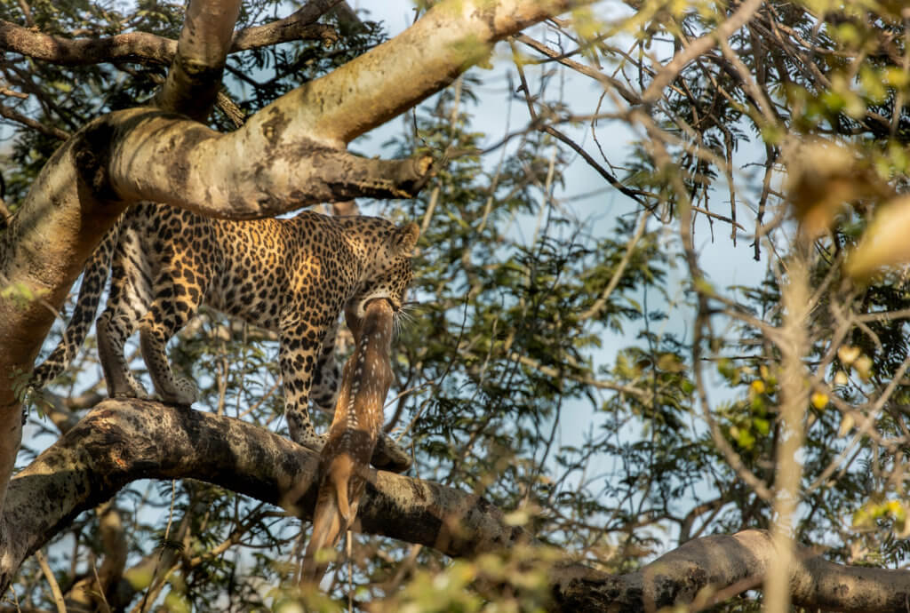 A Surprise Sighting - Leopardess - Tadoba